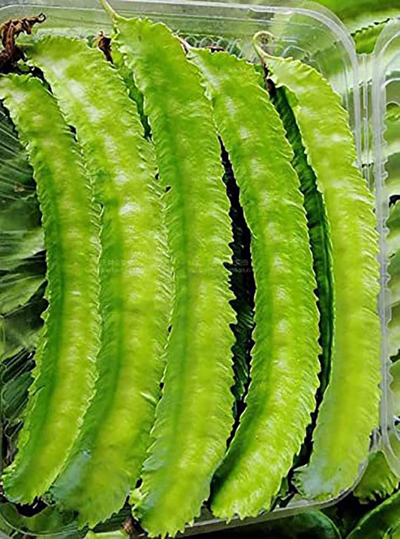 10-100 Winged Bean, Asparagus Pea, Winged Pea, Four Angled Bean, Manila ...