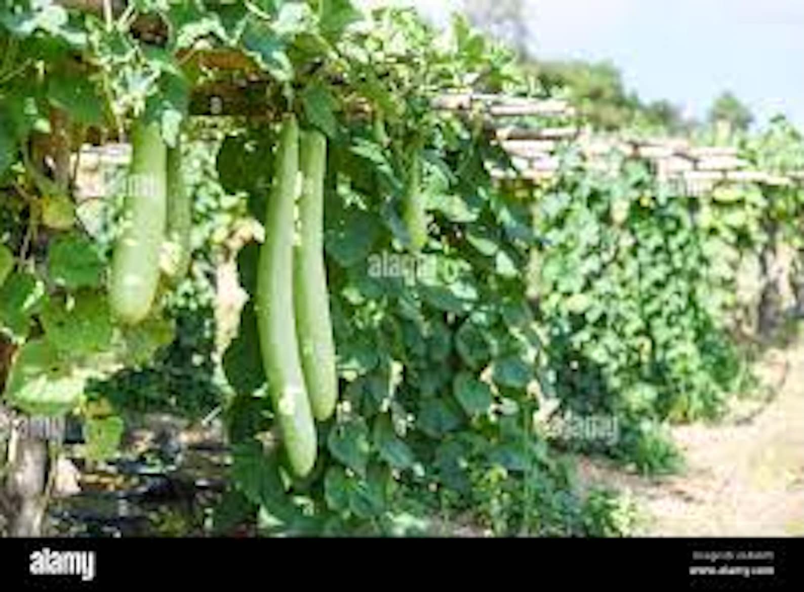10 Edible Long Bottle Gourd Seeds/asian Indian Opo Squash/dudi/calabash ...