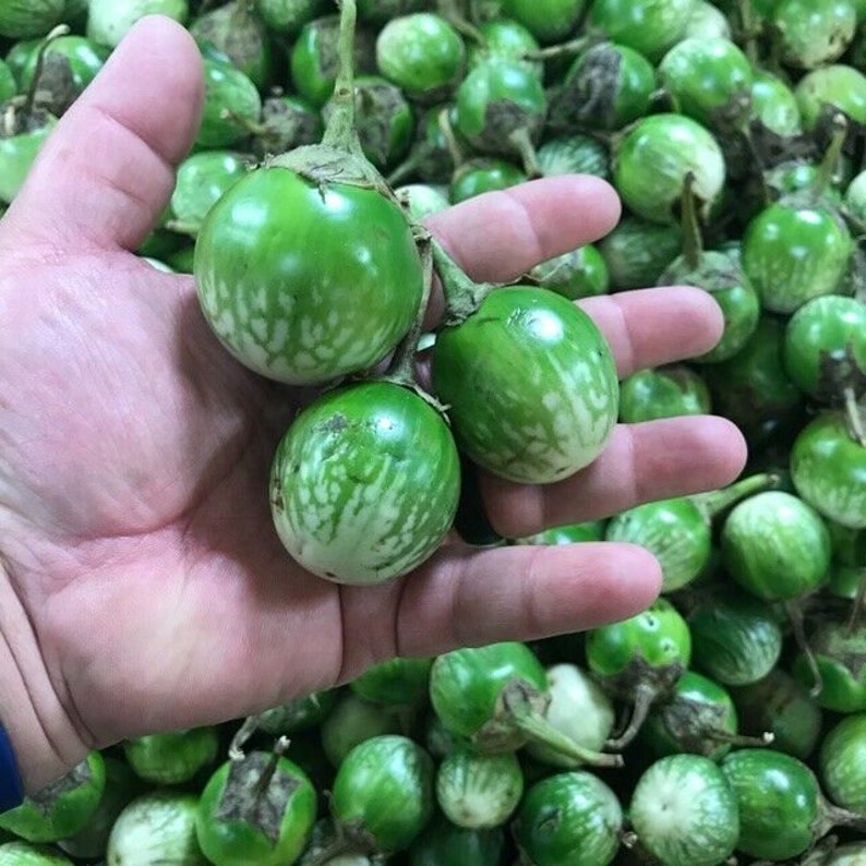 100++ Organic Eggplant Thai ,petch Siam / Matti Gulla Cà Pháo Seeds ...
