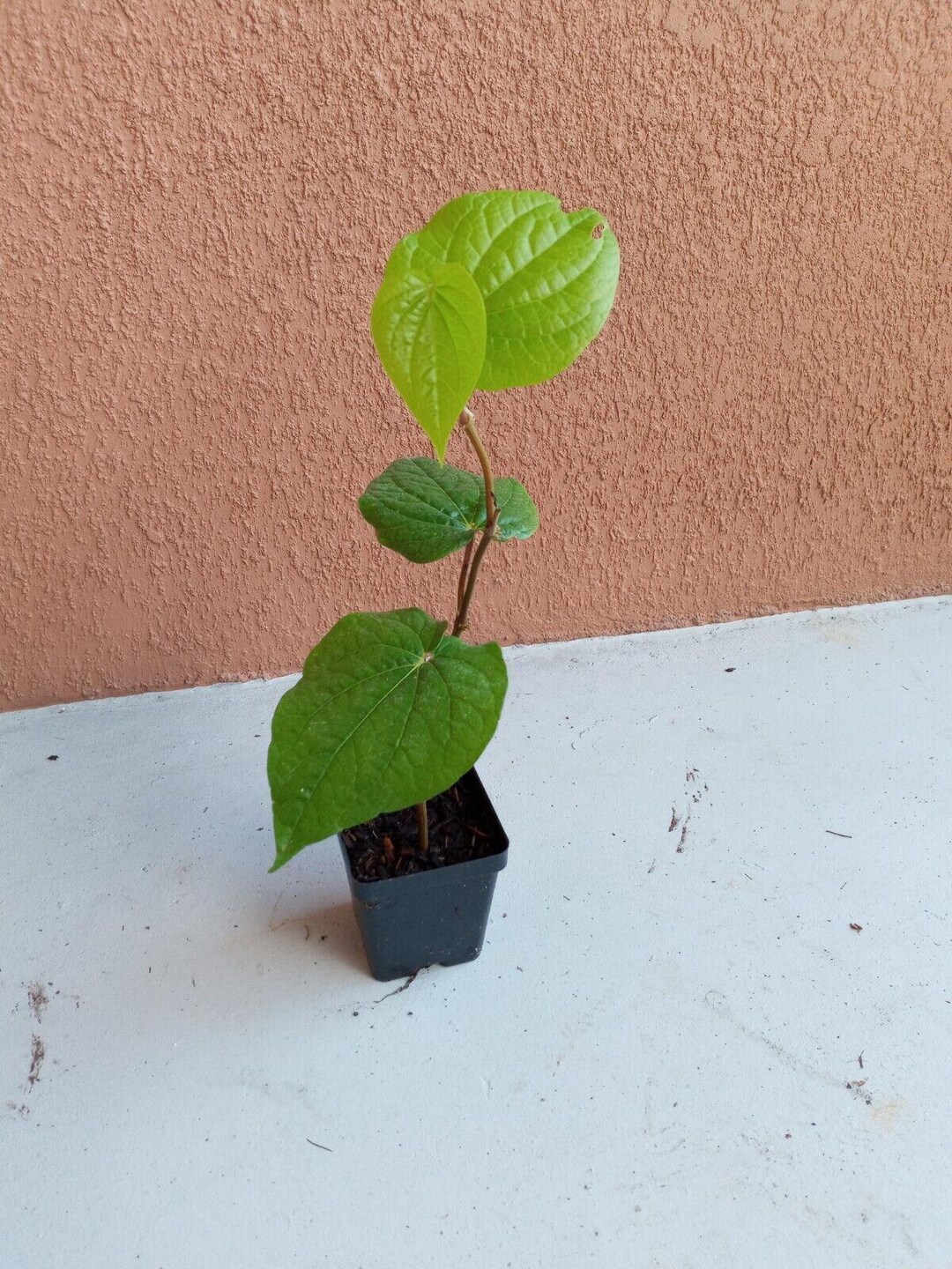 1-2 Organic Betel Leaf Plants, Paan, Piper Betle Vine, Barui, Bai Phu ...