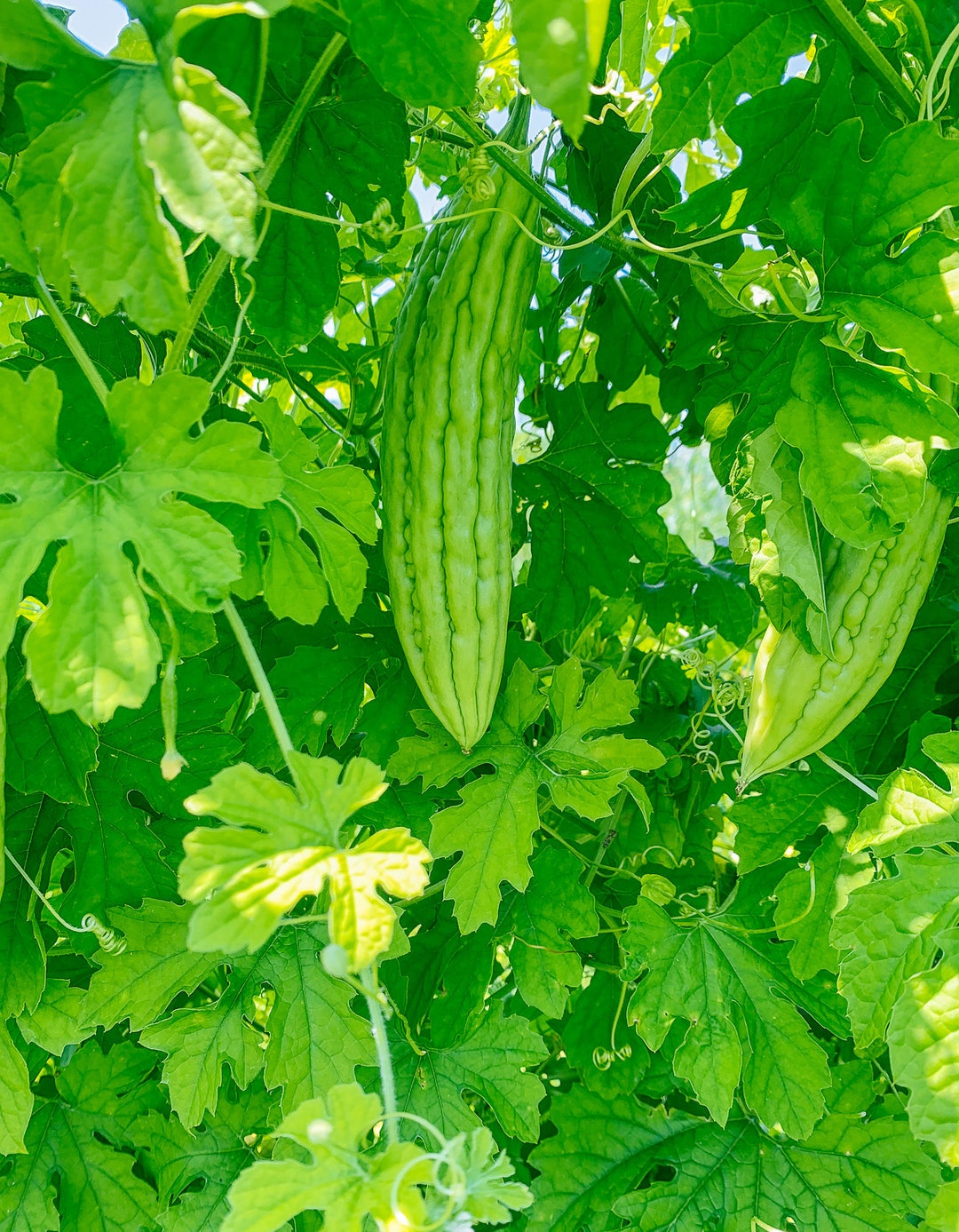 20 Organic Green or White Skin Long Bitter Gourd Seeds , Khổ Qua Mỡ ...