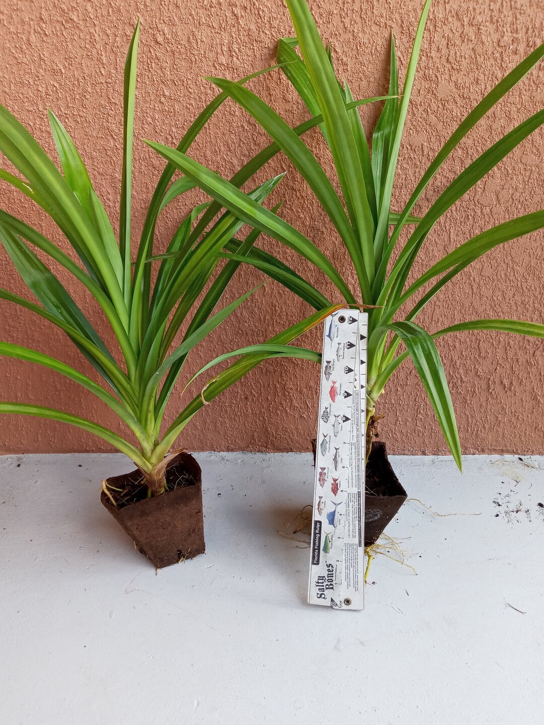 2 ( TWO) Pots 14" - 18" Pandan Live Plants -pandanus Amaryllifolius ...