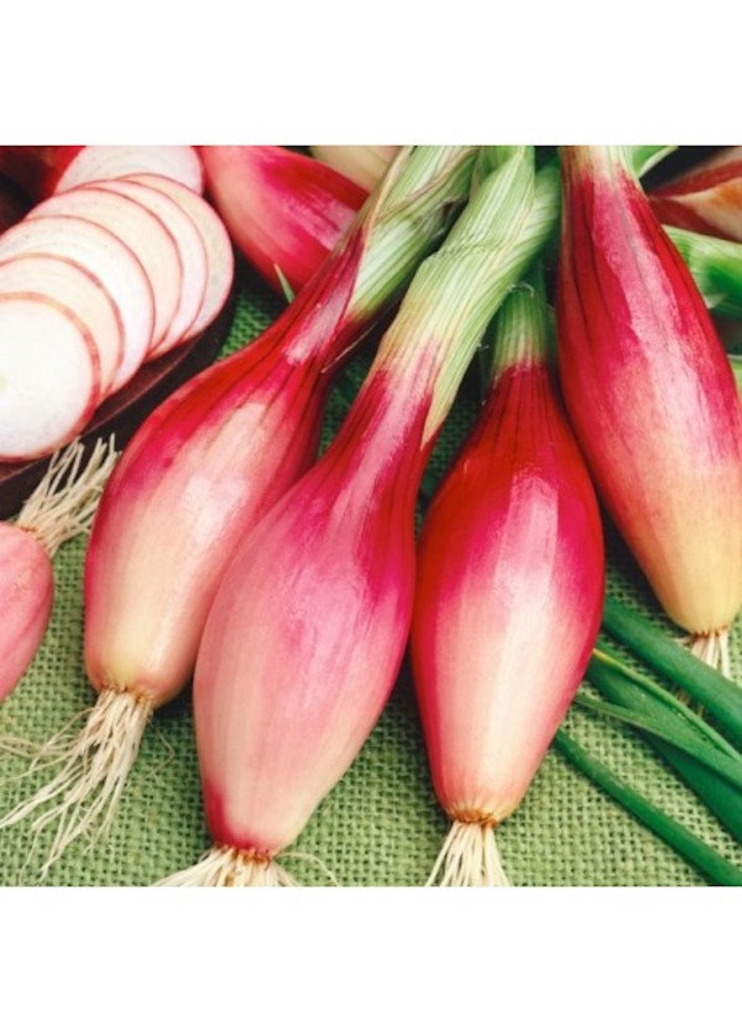 500+ 1000+ Organic Italian Red Torpedo Onion Seeds, Rossa Di Tropea ...