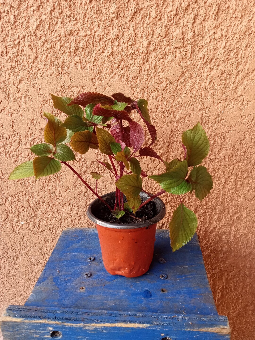 3 Plants, 3.5" Pot, Organic Shiso Perilla Live Plants in Pot Green ...