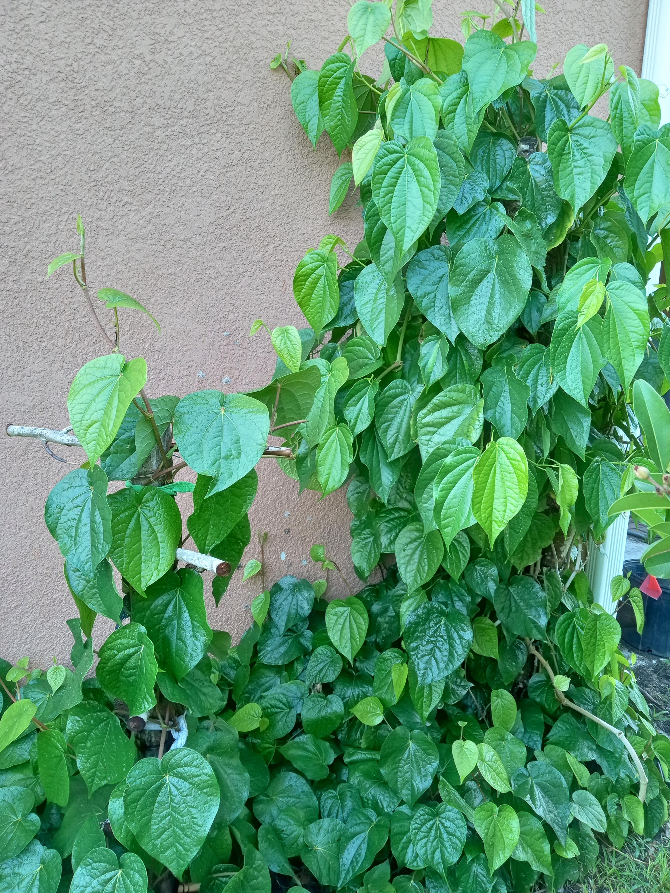 1-3 Organic Betel Leaf Plants, Paan, Piper Betle Vine, Barui, Bai Phu ...