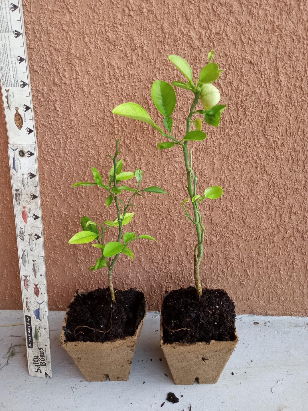 2 Honeybell Orange Tree From the Seeds. Do Not Ship to California - Etsy