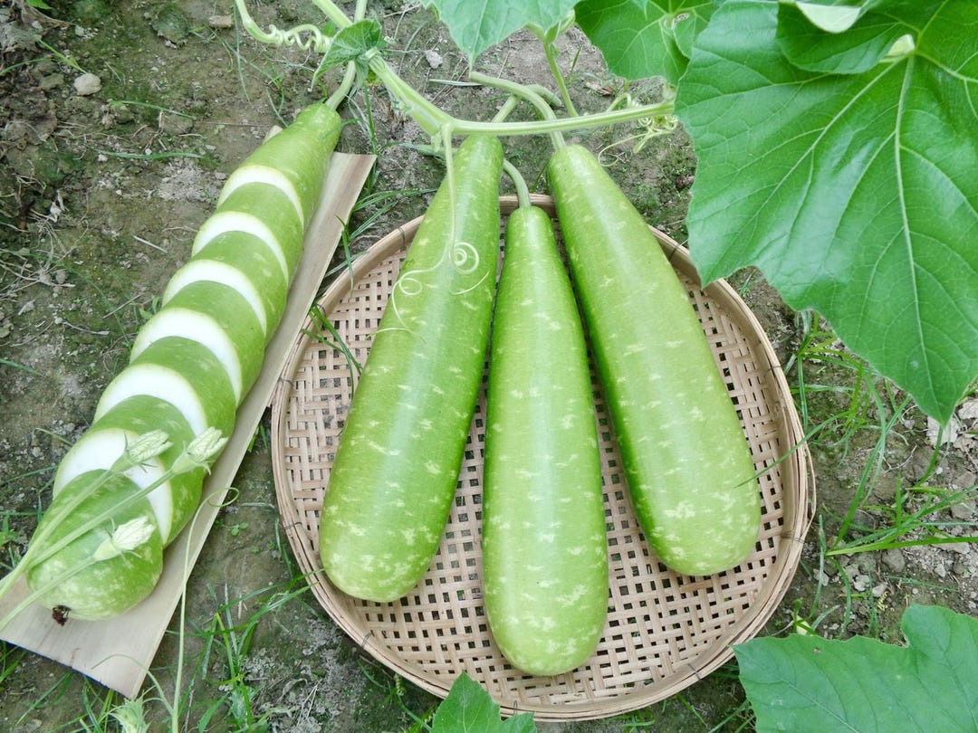 10 Long Bottle Gourd Seeds/asian Indian Opo Squash/dudi/calabash/hột ...