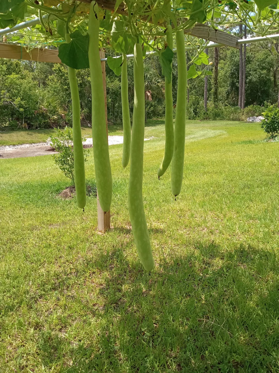 5-10 Long Bottle Gourd Seeds, Bangladeshi Vegetable 4-6 Ft Long - Etsy