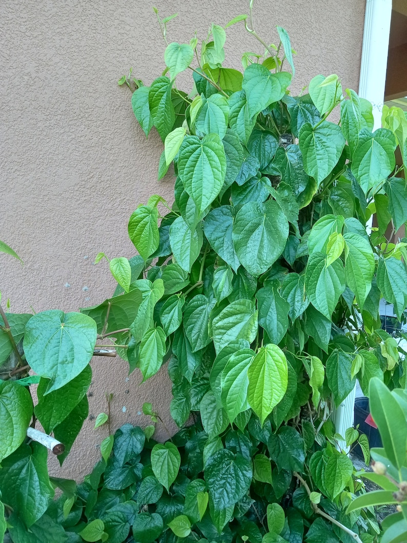 Fresh Organic 40-100 Betel Leaves Leaf (paan Patha, Pann, Piper Betel ...