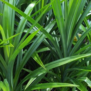 Organic Pandan Leaves (whole Leaves)/ Rampe Leaf Fresh /cut Natural ...