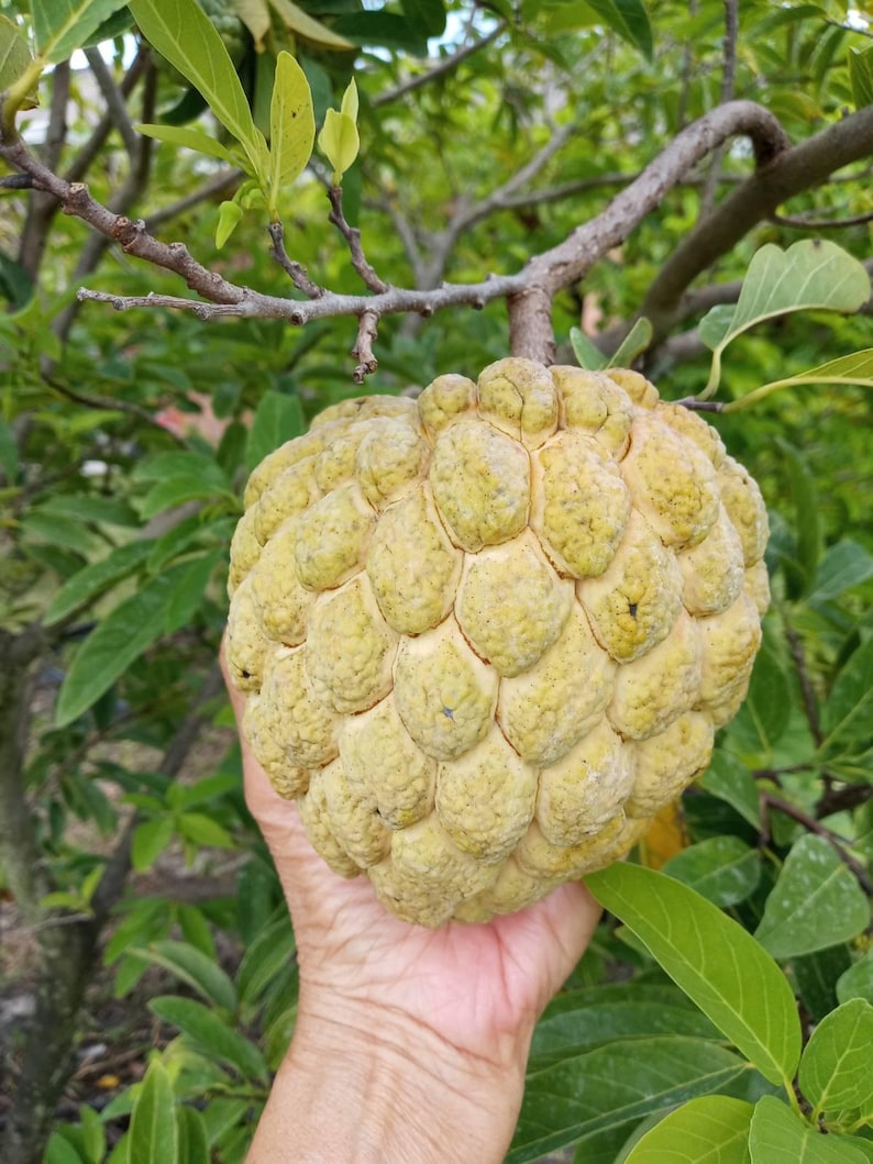 15-100 Sugar Apple Seeds, Tropical Organic Seeds, Exotic Fruit, Easy to ...