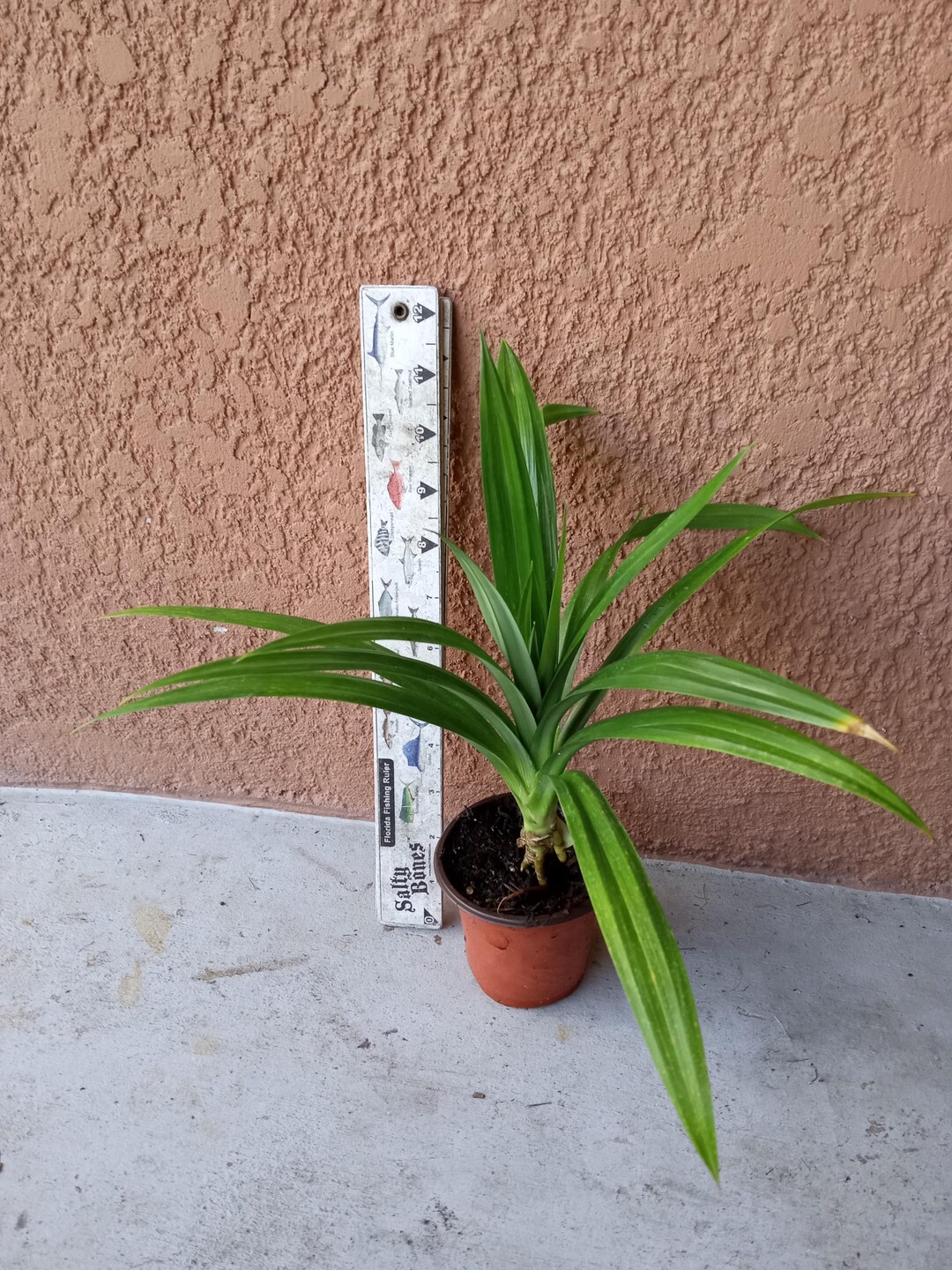 1 Pot 6" - 12" Pandan Live Plants -pandanus Amaryllifolius - Cây Lá Dứa ...