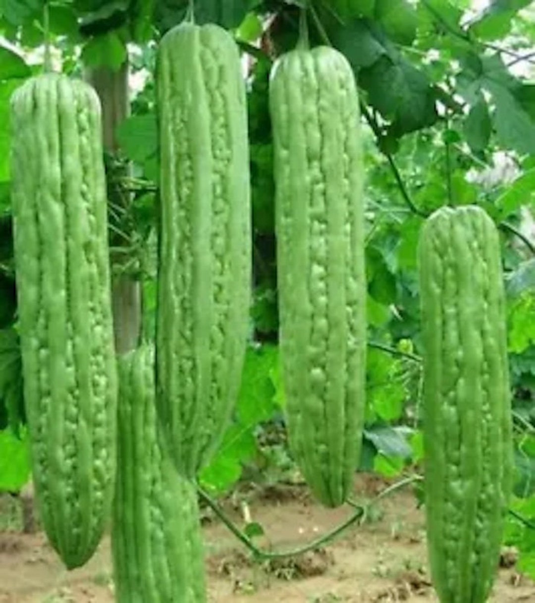 20 Organic Green Skin Long Bitter Gourd Seeds , Khổ Qua Mỡ Trái Dài ...