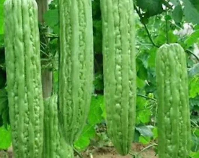 Bulk 200jamaican Cerasee/small Bitter Melon/gourd/karela Plus Seeds Indira Indian Baby Bitter ...