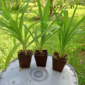 1 Pot Pandan Live Plants -pandanus Amaryllifolius - Cây Lá Dứa. We Ship ...