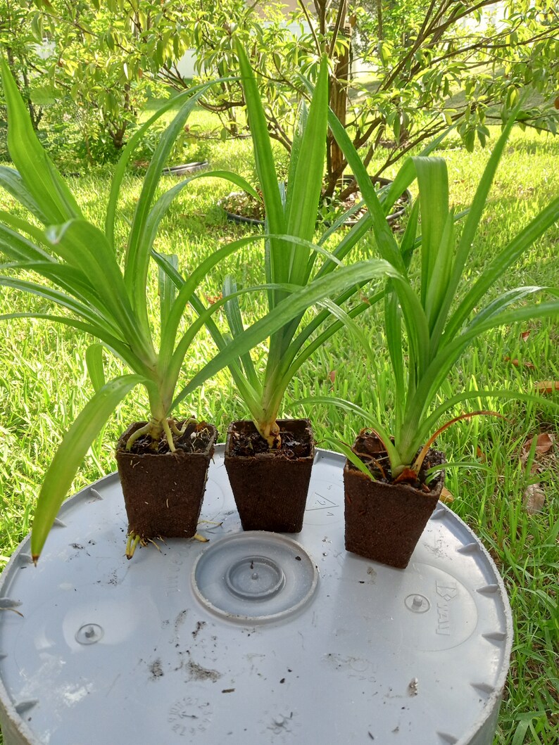1 Pot Pandan Live Plants -pandanus Amaryllifolius - Cây Lá Dứa. We Ship ...