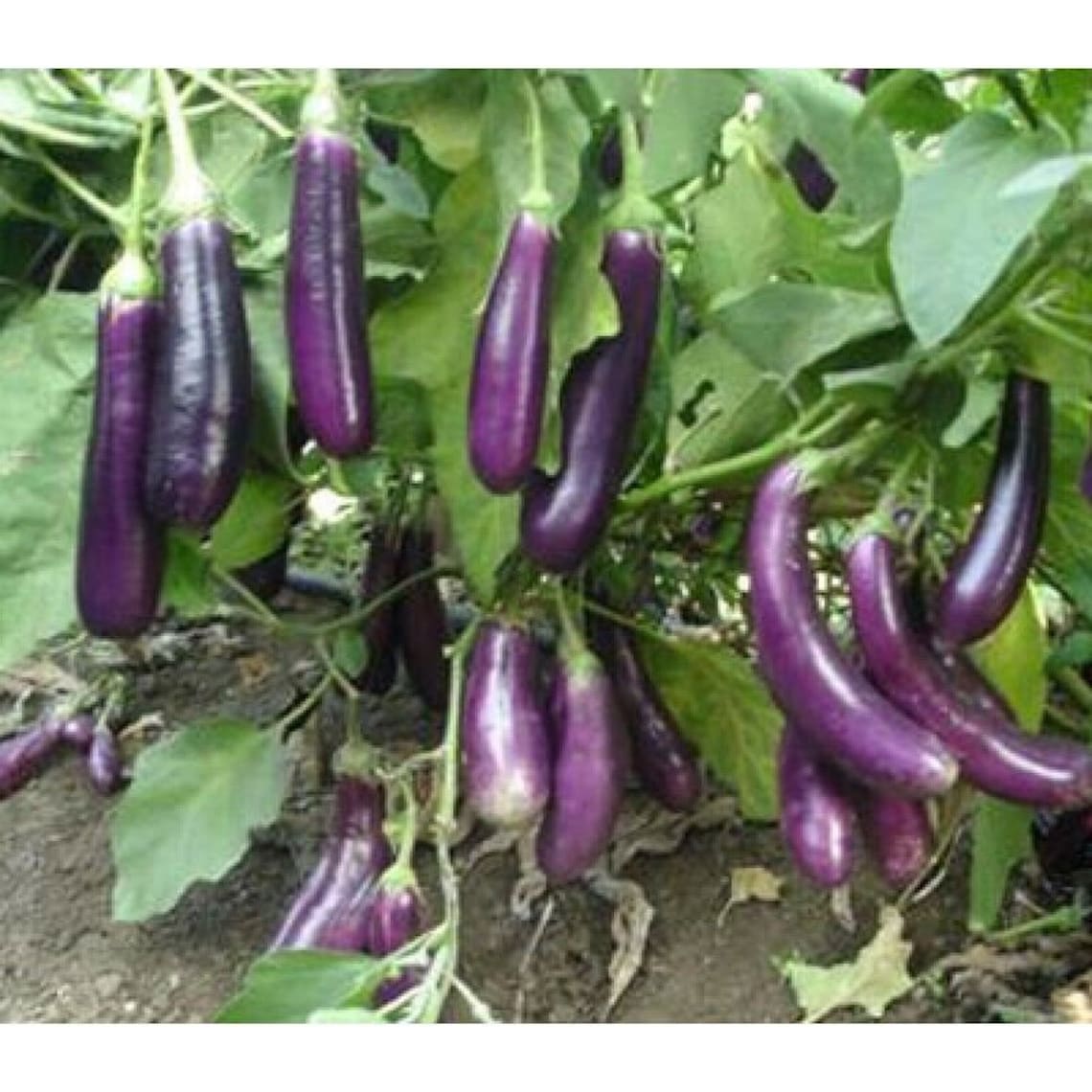 Chinese Eggplant Seeds