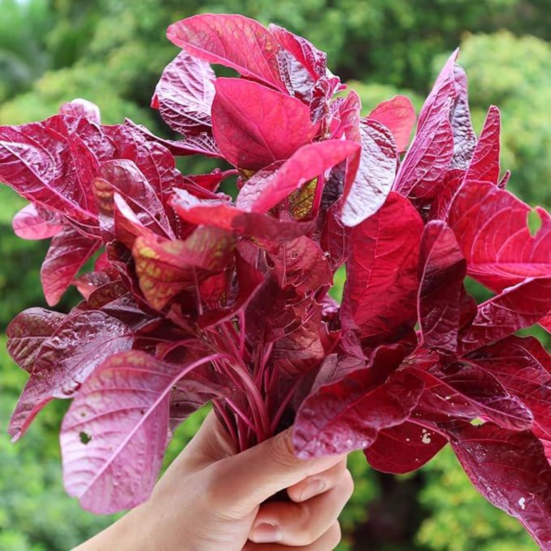 1000+ 2000+ Varieties Red, Green, Red Stem, White Amaranth Chinese ...