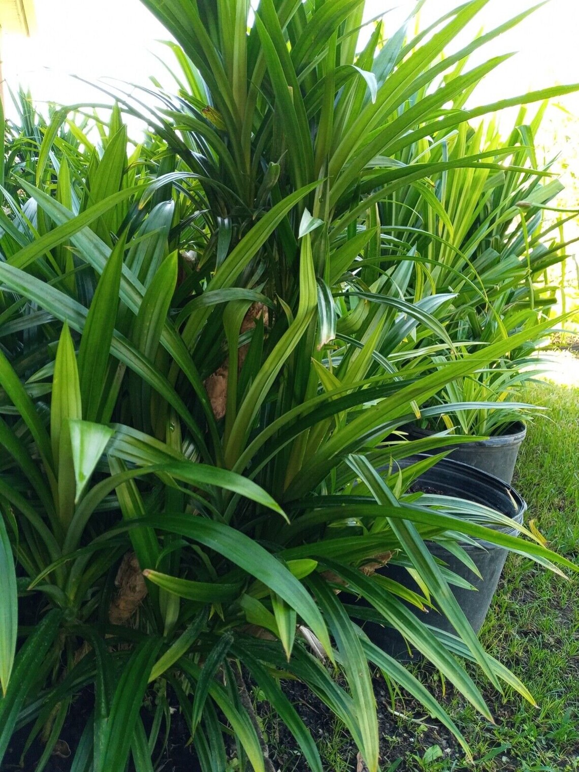 Pandan Live Plants -pandanus Amaryllifolius - Cây Lá Dứa - No Pot- We ...