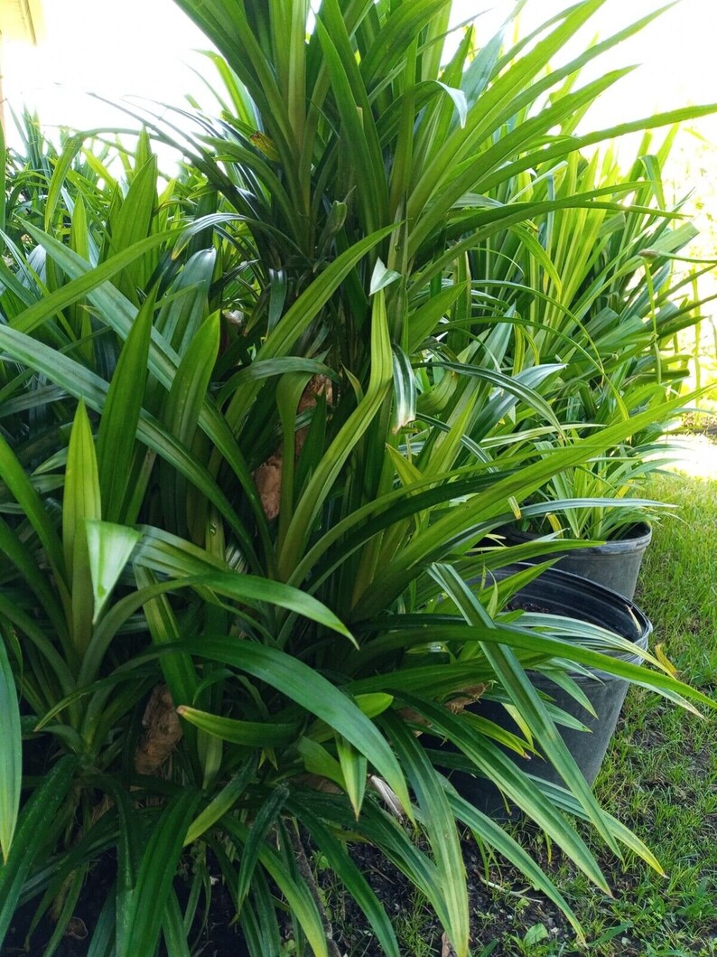 14" -18" Pandan Live Plants -pandanus Amaryllifolius - Cây Lá Dứa - No ...
