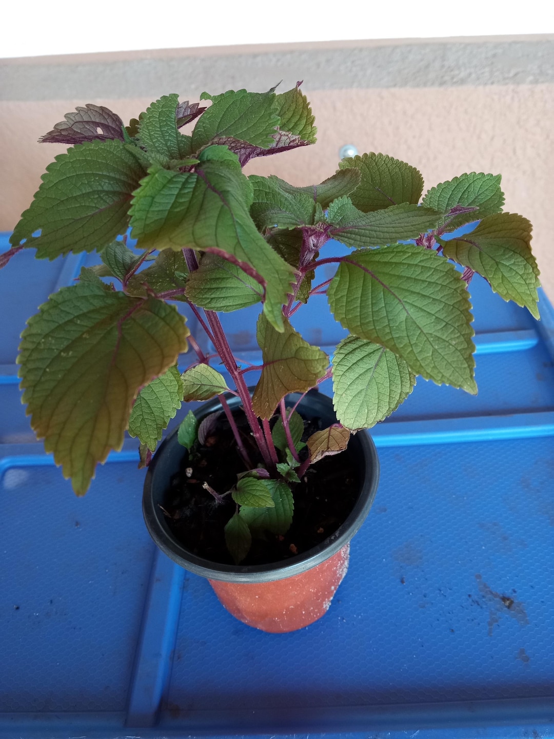 3 Plants in 3.5" Pot, Organic Shiso Perilla Live Plants in Pot Green ...