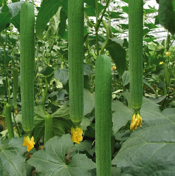 20 Luffa Gourd - Loofah Sponge Seeds -hột Mướp Hương -organic NON-GMO ...