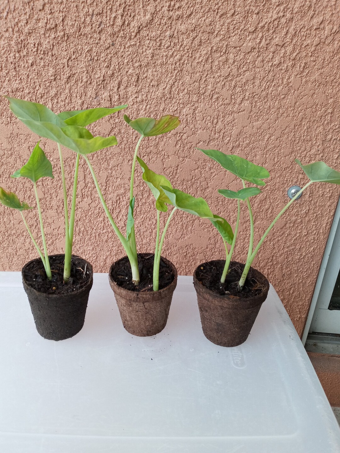 1 Pot 3.5", 2 Live Plants Bac Ha Doc Mung Edible Vietnamese Taro Thai ...