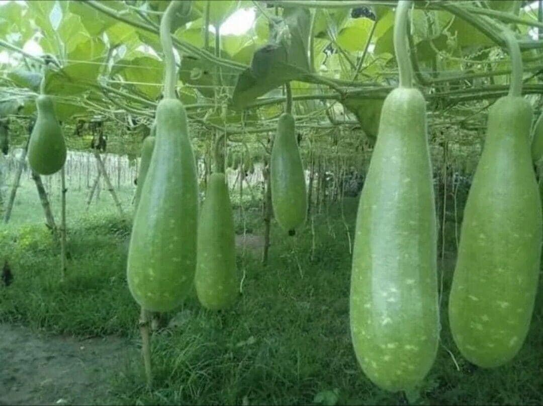 10 Edible Long Bottle Gourd Seeds/asian Indian Opo Squash/dudi/calabash ...