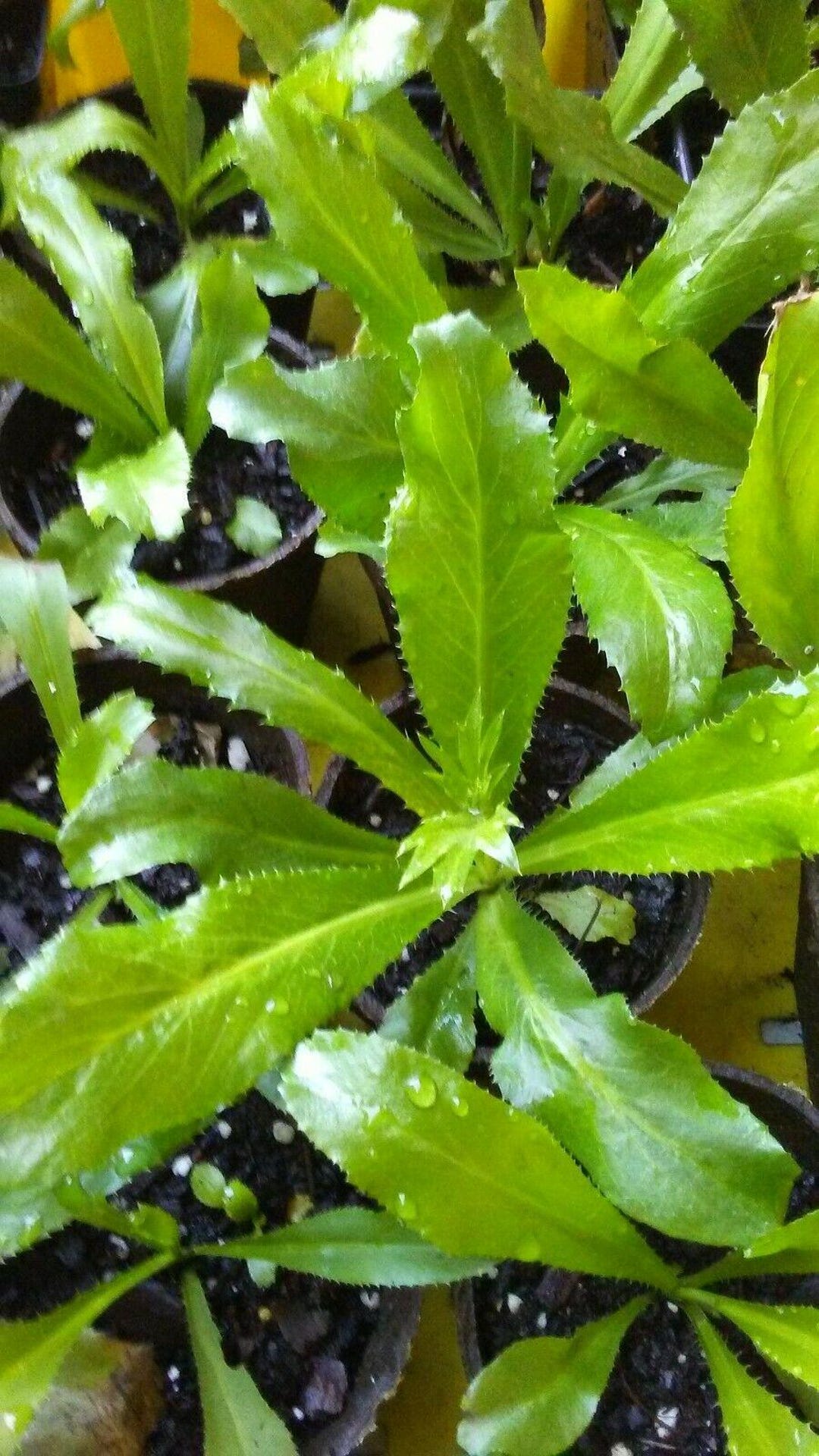 500+++ Culantro Seeds, Mexican Coriander Asian Ngò Gai Recao Shadow ...