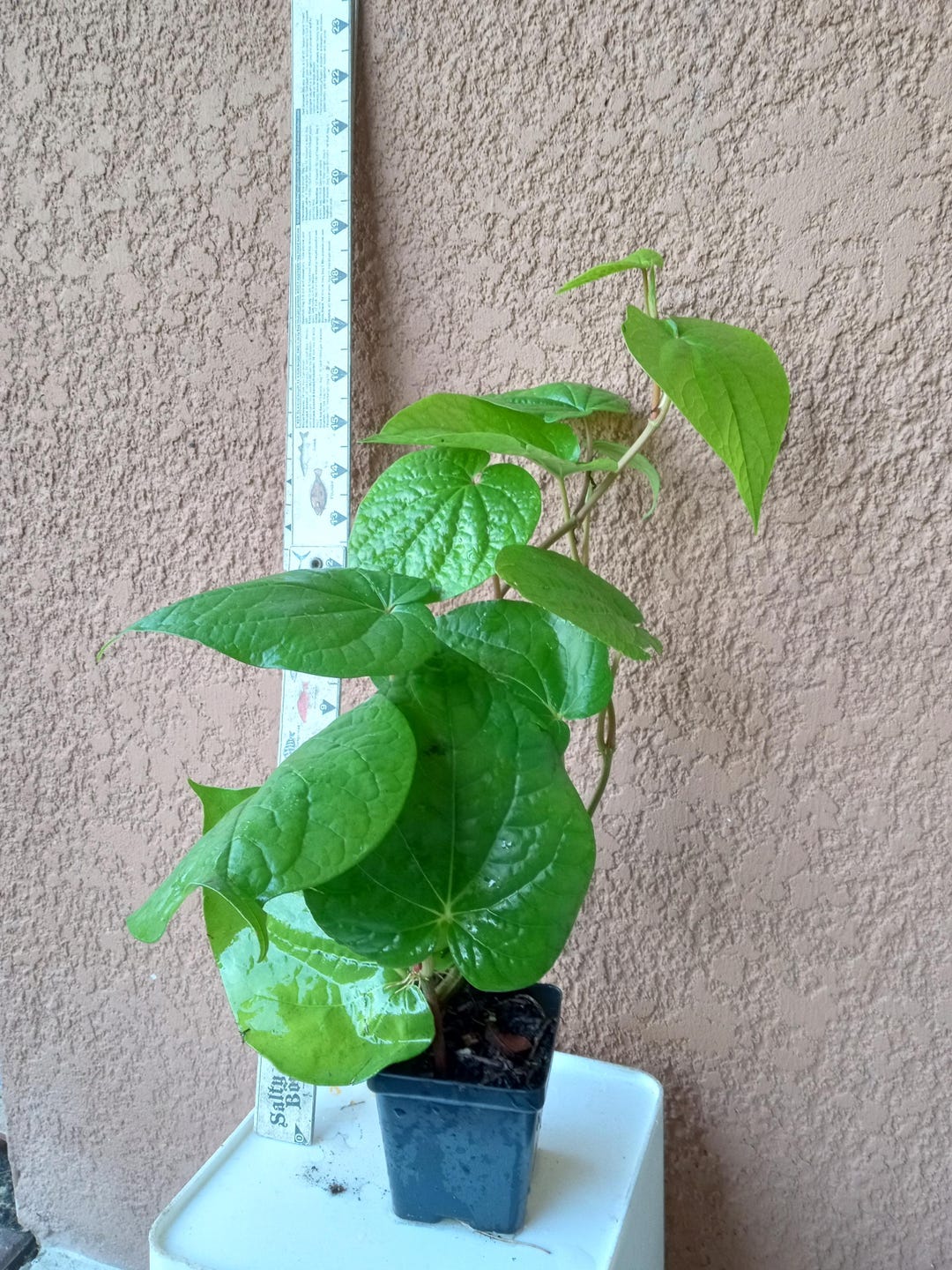 1-3 Organic Betel Leaf Plants, Paan, Piper Betle Vine, Barui, Bai Phu ...