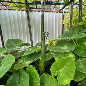 5-10 Long Bottle Gourd Seeds, Bangladeshi Vegetable 4-6 Ft Long - Etsy