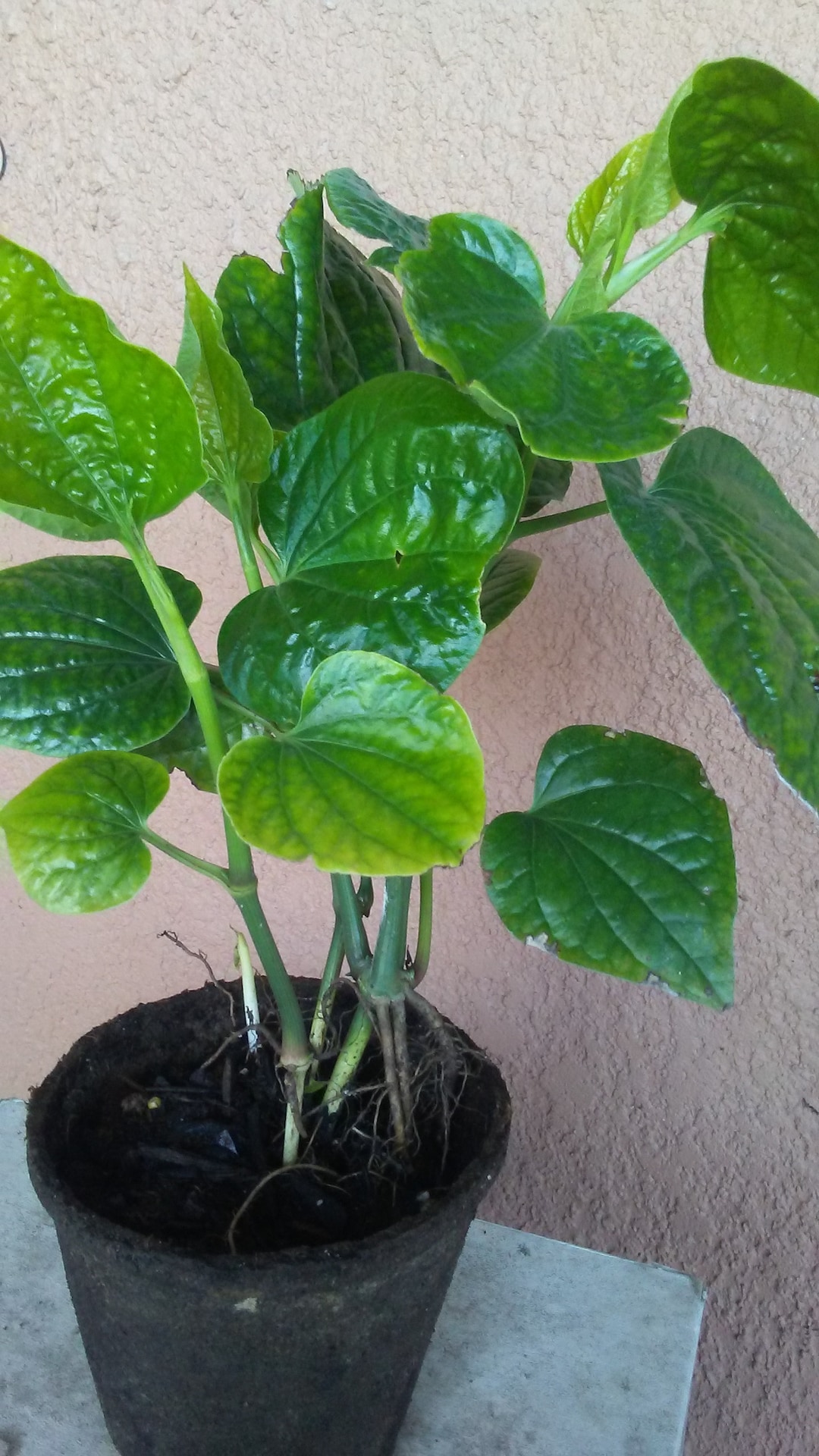 3-4 Organic Pipper Lolot ( Lá Lốt ) Live Plants in Pot. No Pot If We ...