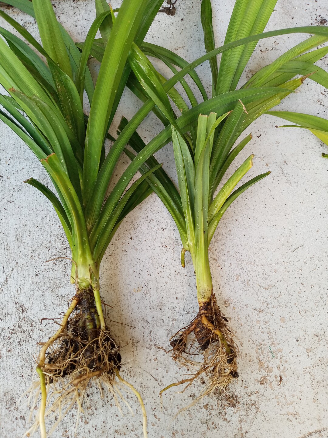 2 ( TWO) Rooted 8-12" Pandan Live Plants -pandanus Amaryllifolius - Cây ...