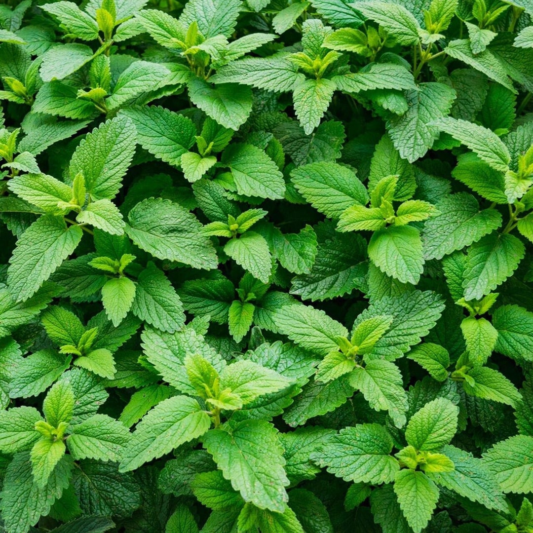 500++ Organic SPEARMINT Herb Seeds Mentha Spicata Mint Tea , NON-GMO ...