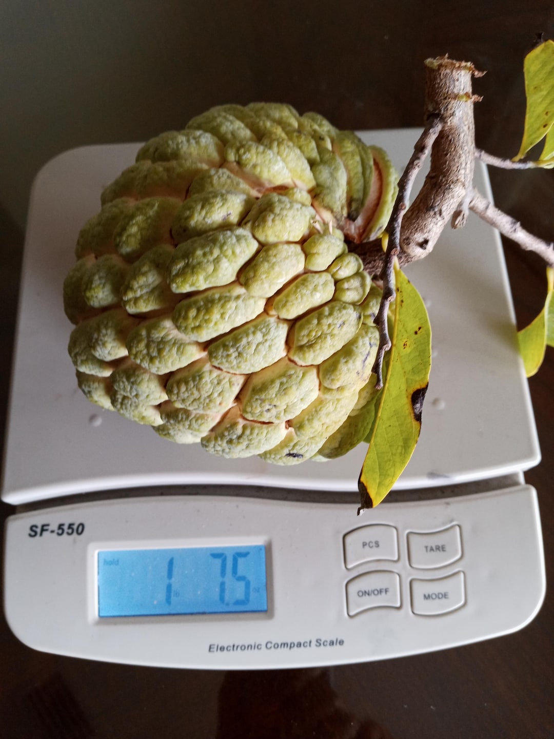 10 - 100 Organic Sugar Apple Seeds | Annona Squamosa Custard Apple | Na ...