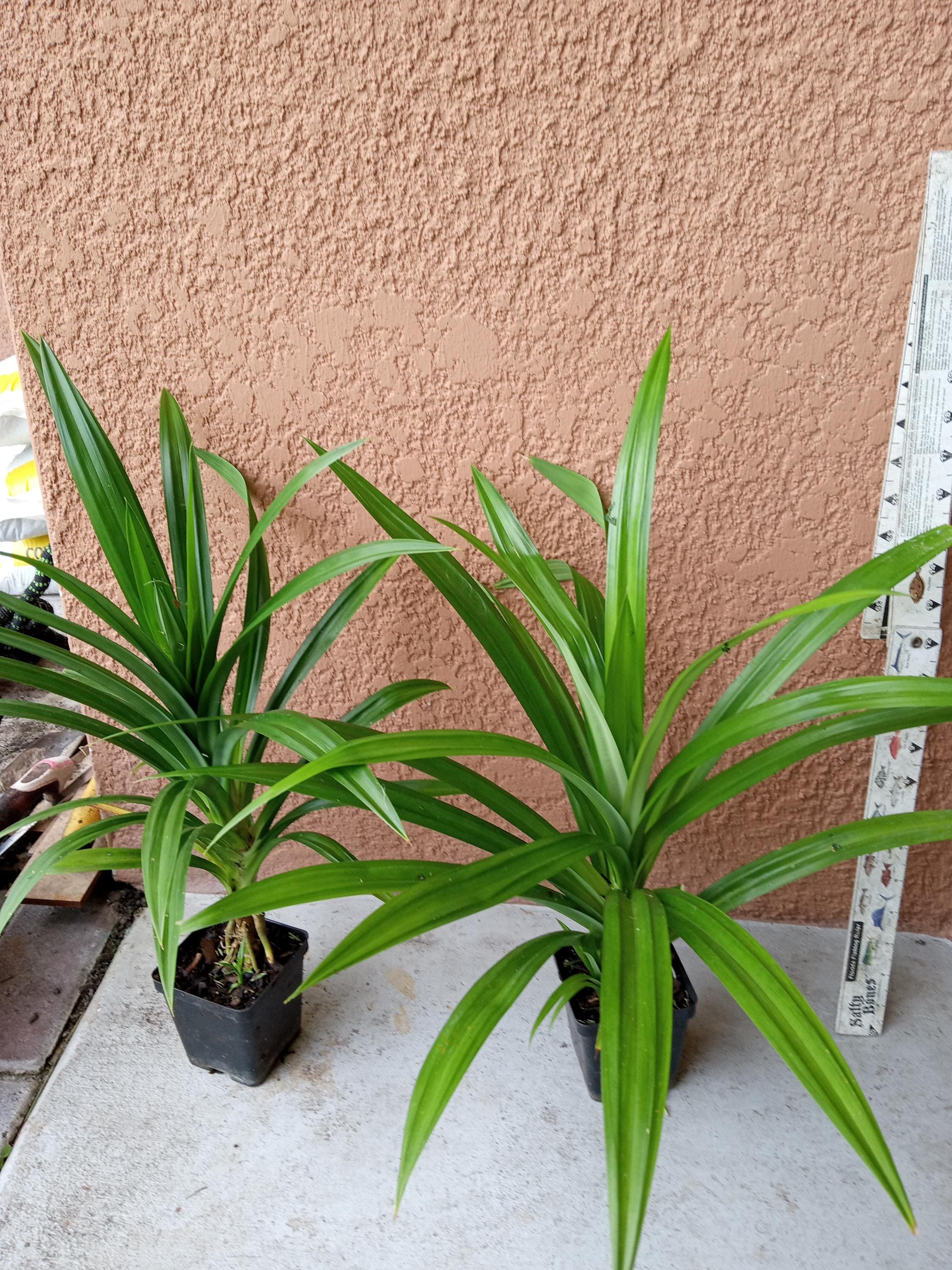 Pandan + Young Mother + Baby Pandan Live Plants -pandanus ...