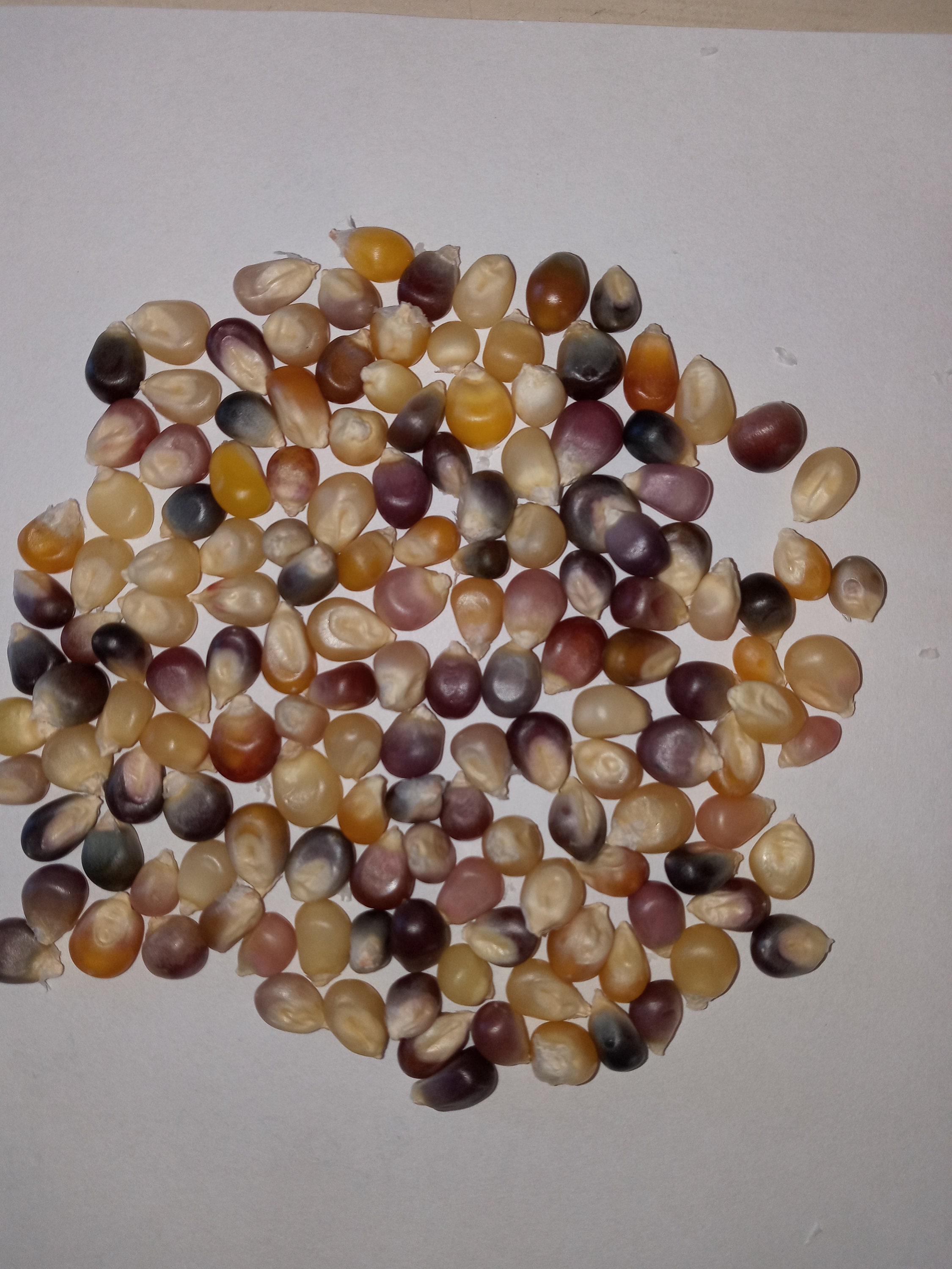 50 Organic Rainbow Jewel Corn Seeds Popcorn NON-GMO Heirloom 2024 ...