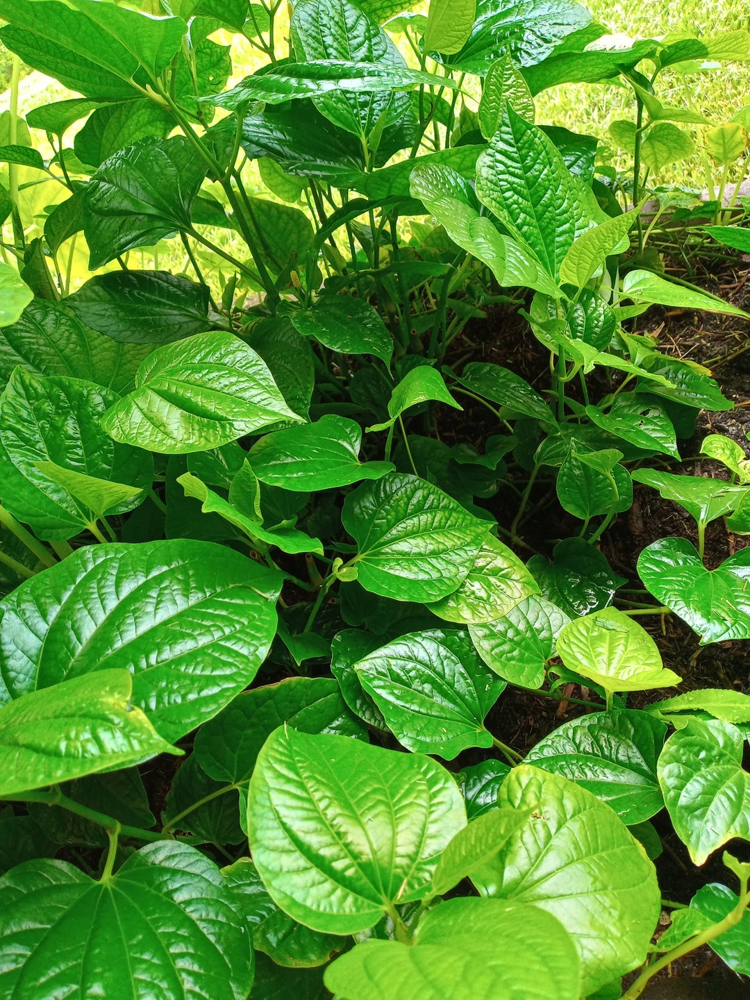 6 Organic Pipper Lolot ( Lá Lốt ) Live Plants. Ship to California. Ship ...