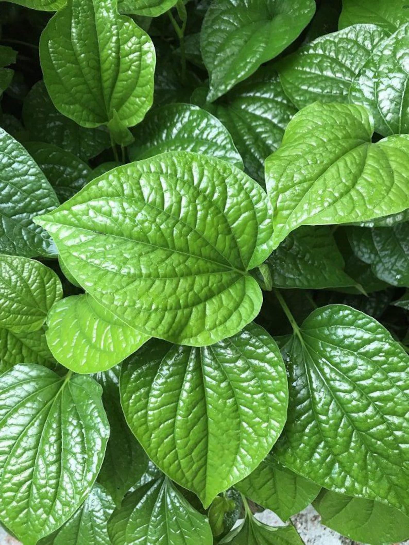 7 Organic Pipper Lolot ( Lá Lốt ) Live Plants 8-14". We Will Ship to ...