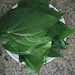 Fresh Organic 40-100 Betel Leaves Leaf (paan Patha, Pann, Piper Betel ...