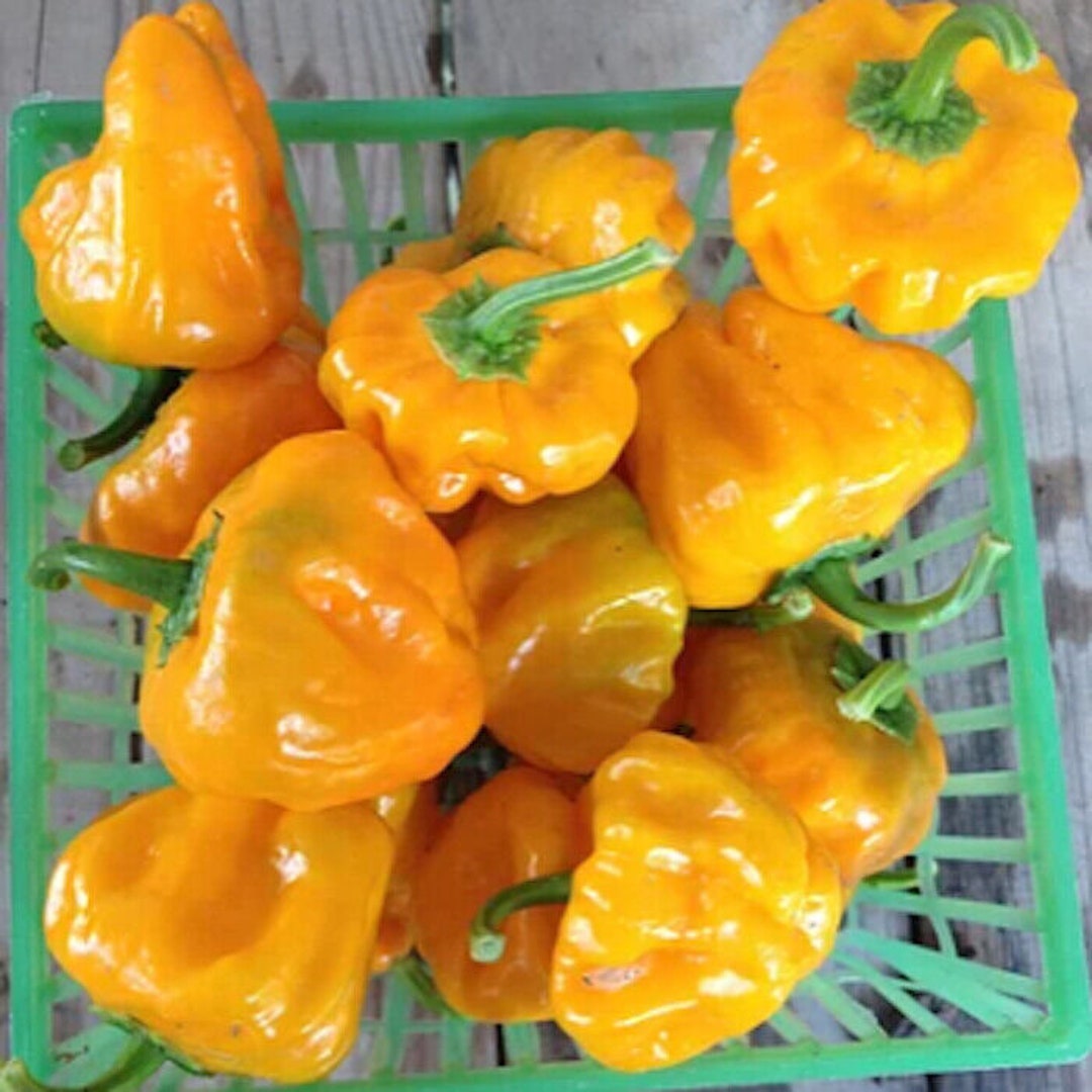 50yellow SCOTCH BONNET Pepper Seeds Very Hot Jamaican Capsicum Ớt Cay ...
