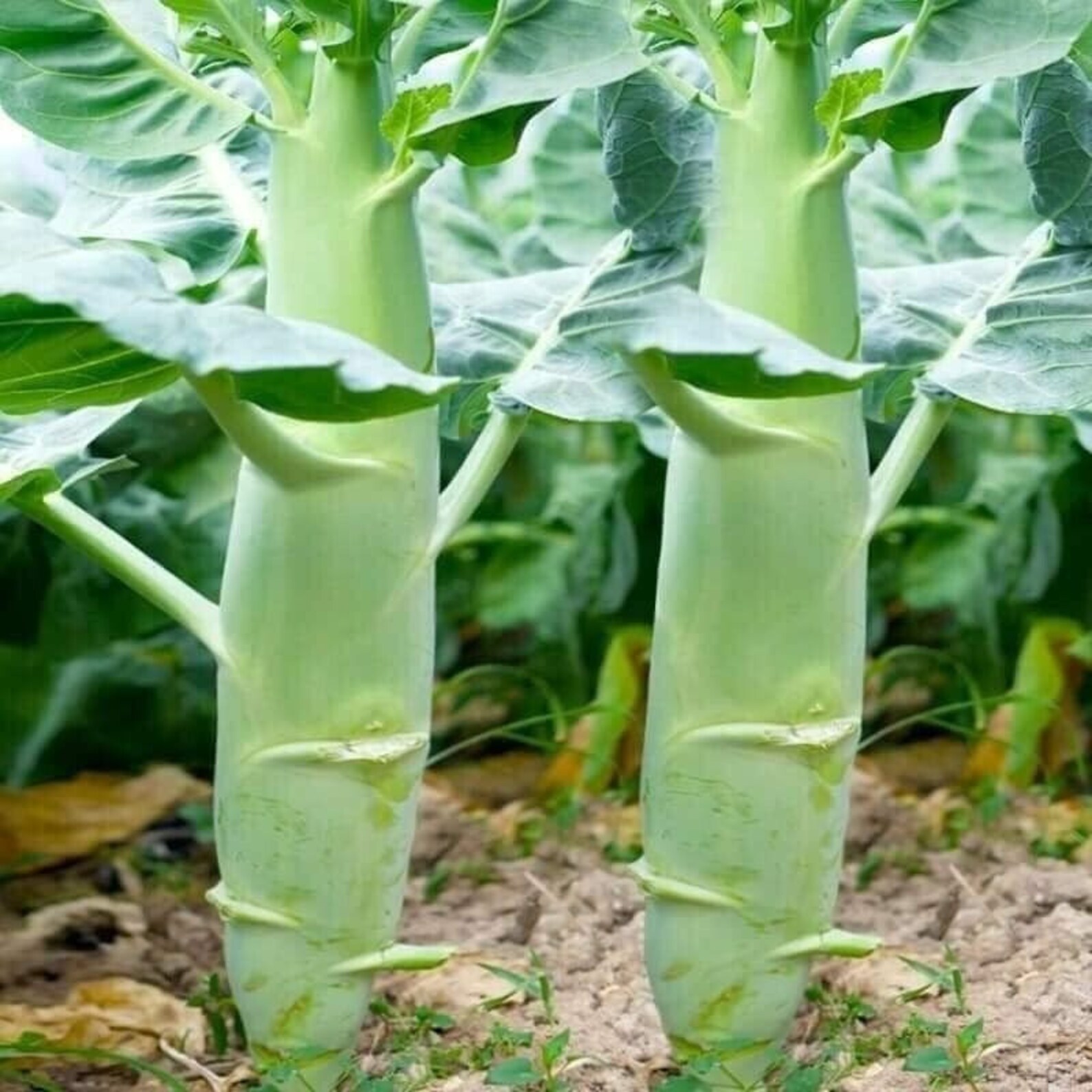 500+ Extra Large Huge Stem Gai Lan Seeds , Chinese Broccoli, Cải Rổ ...