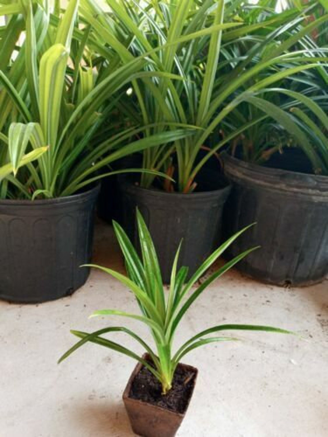 14" -18" Pandan Live Plants -pandanus Amaryllifolius - Cây Lá Dứa - No ...
