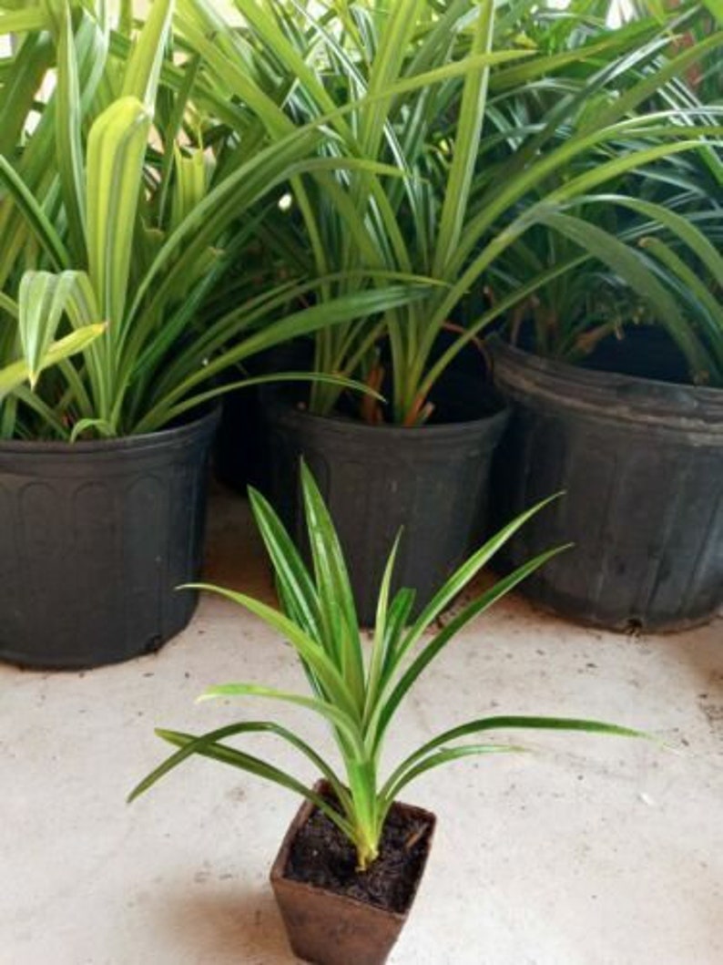 14" -18" Pandan Live Plants -pandanus Amaryllifolius - Cây Lá Dứa - No ...