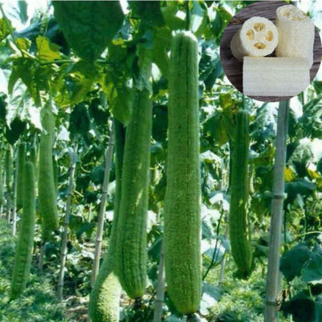 100 Luffa Gourd - Loofah Sponge Seeds -hột Mướp Hương -organic NON-GMO ...
