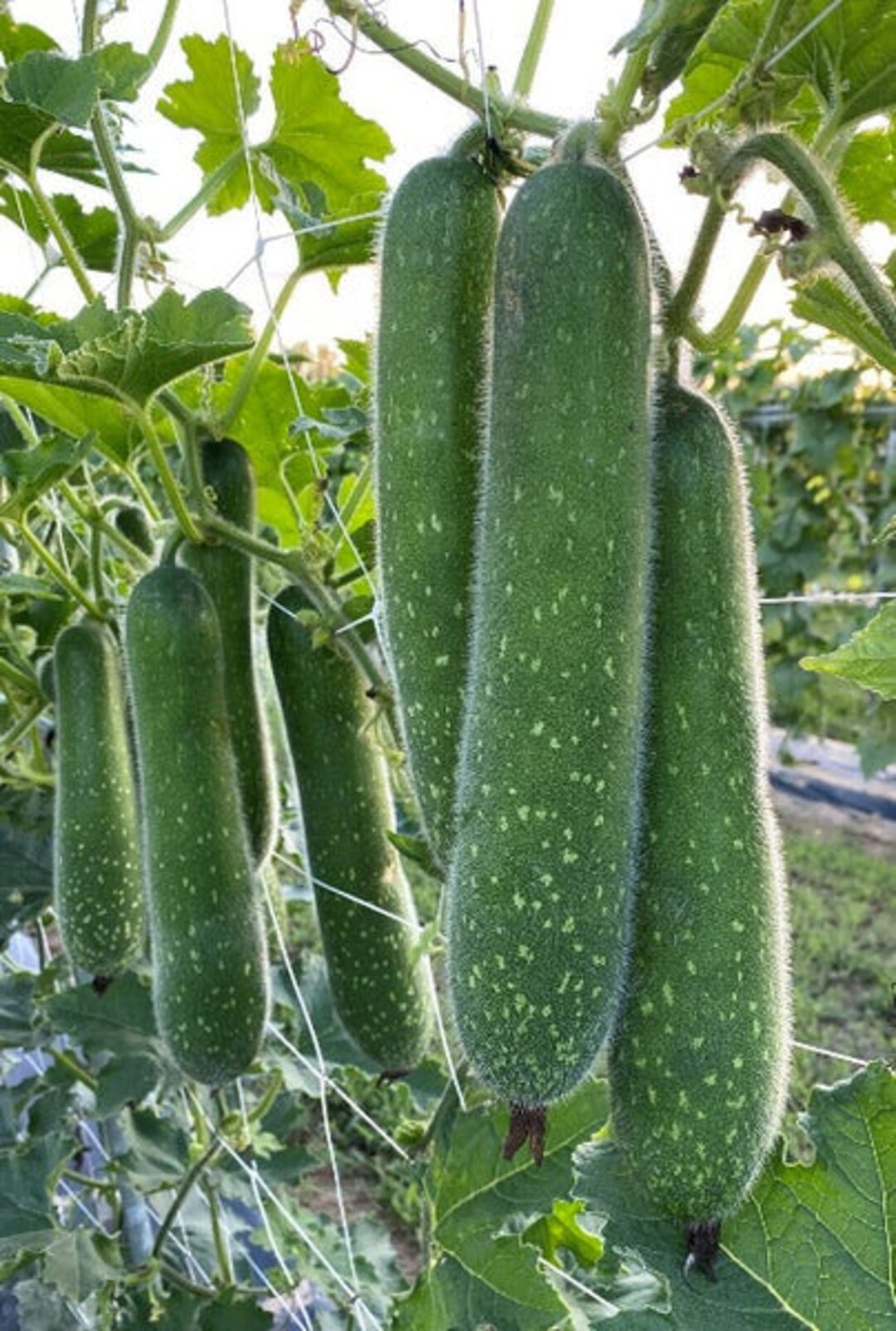 10 Fuzzy Gourd Seeds, Hairy Gourd, Jointed Gourd Seeds, BÍ Đao Chanh ...