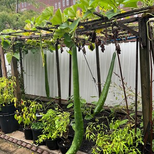 10 Italian Edible Cucuzzi Gourd Seeds, 2026 Season - Etsy