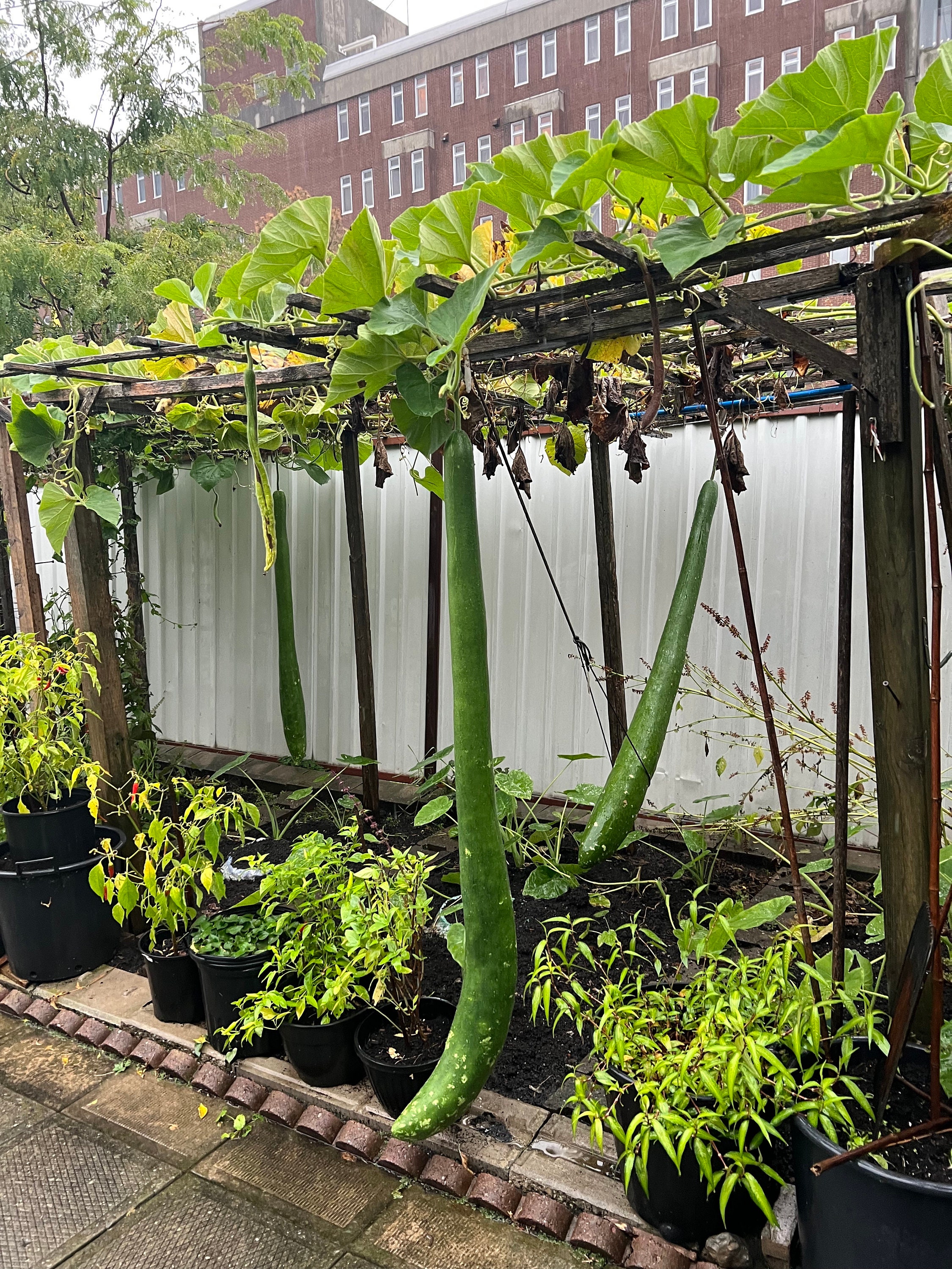 5-10 Long Bottle Gourd Seeds, Bangladeshi Vegetable 4-6 Ft Long - Etsy