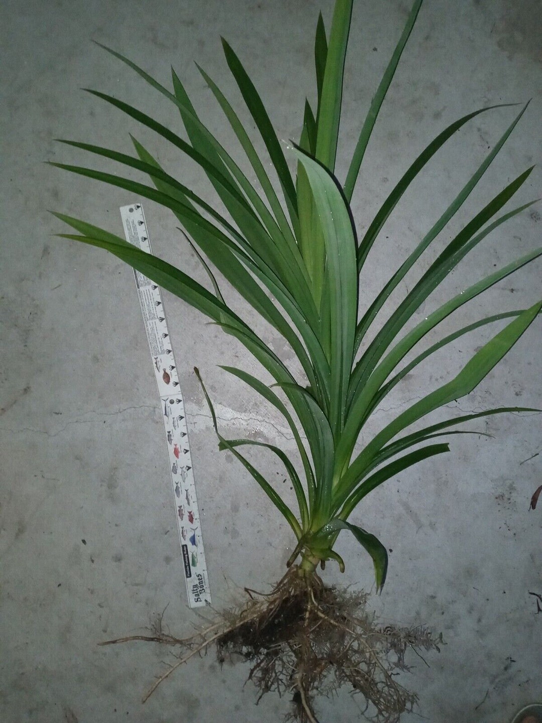 14" -18" Pandan Live Plants -pandanus Amaryllifolius - Cây Lá Dứa - No ...