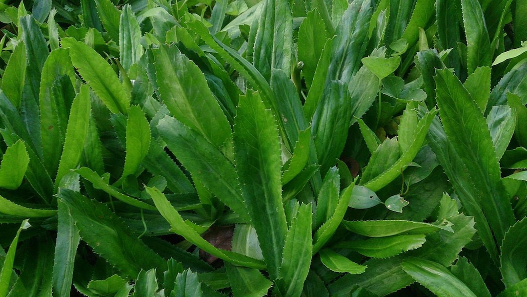 200+ Culantro Seeds,mexican Coriander De Alcapate Cilantro Ancho ...